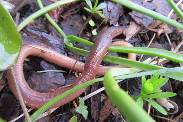 Da ist der Wurm drin! - Naturschutzbund Österreich