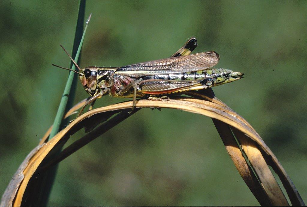 Heuschrecken in den Wiesen am Wallersee - Naturschutzbund Österreich