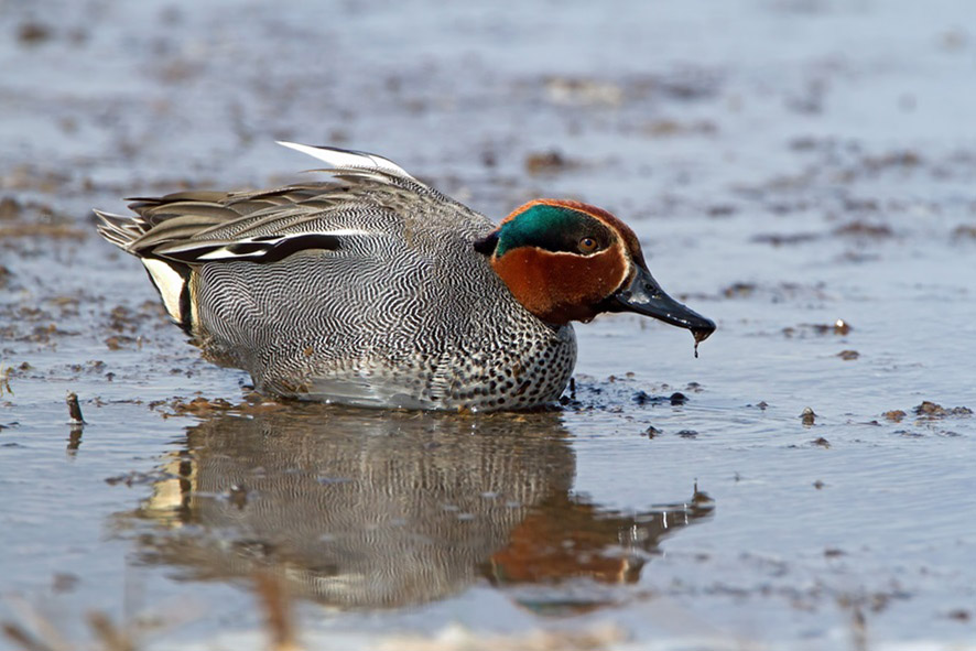Krickente - Vogel des Jahres 2025 - Naturschutzbund Österreich