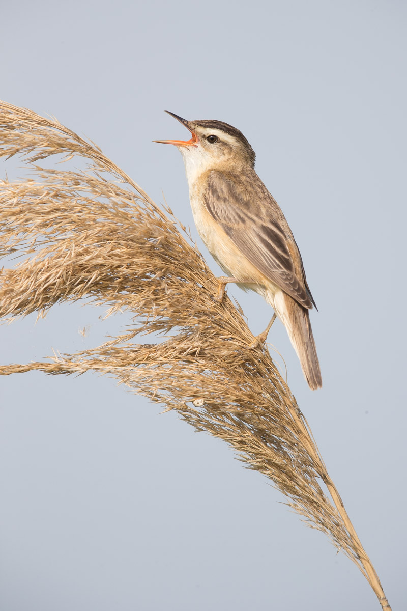 Natur erkunden im südwestlichen Tullnerfeld - Naturschutzbund Österreich