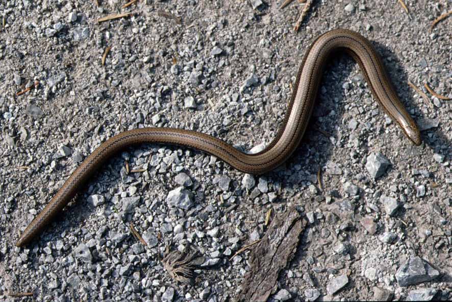 Natur des Jahres - Naturschutzbund Österreich